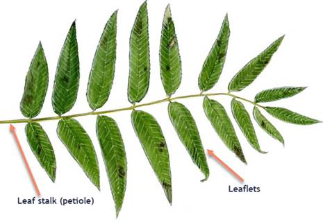 Pinnately Compound Leaf How To Recognize Compound Leaves? – NATURE
